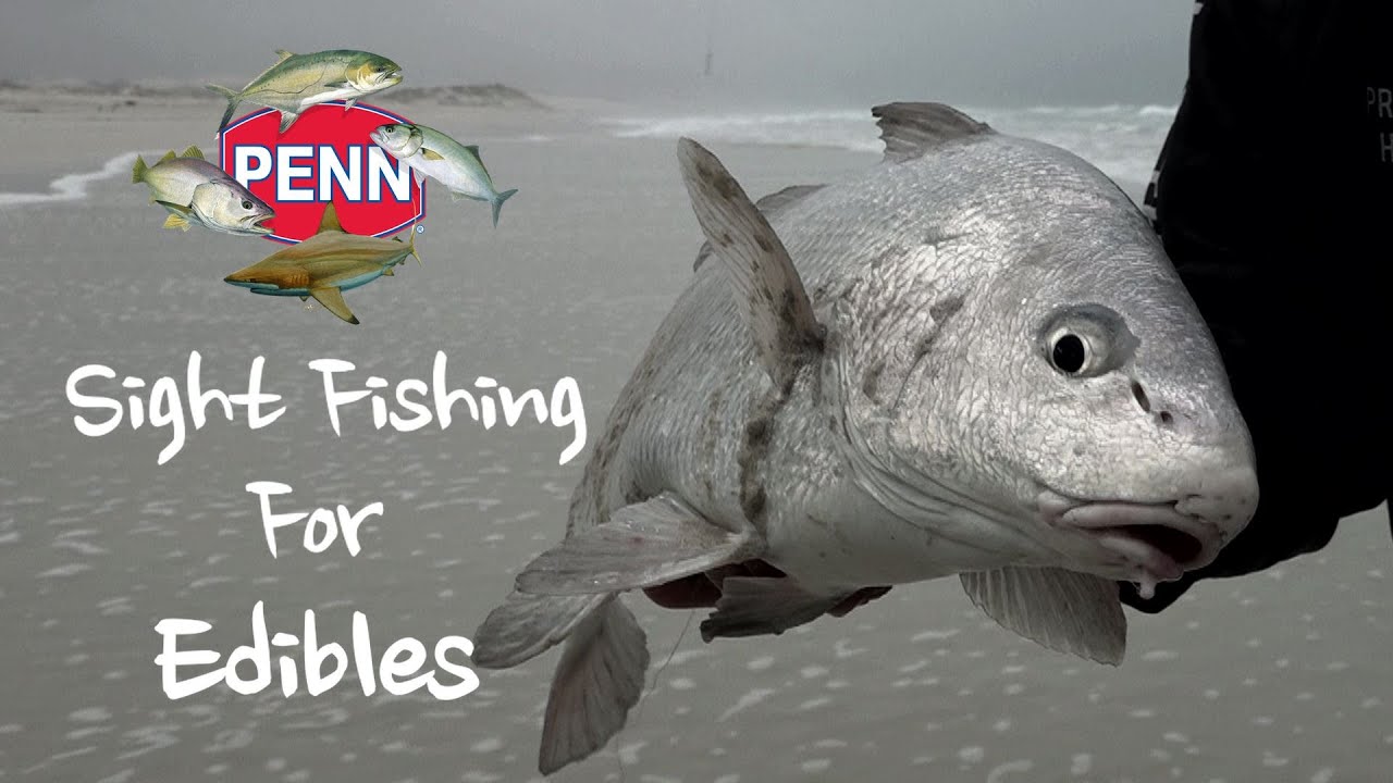 Sight Fishing Edible Fish - YouTube