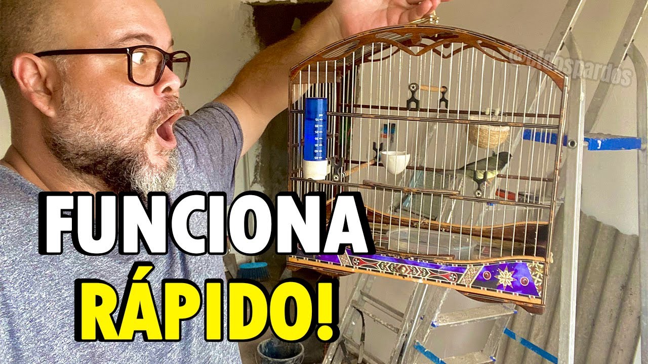 Como fazer o papa capim gostar da fêmea nova - YouTube
