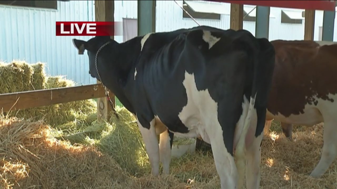 Dairy Cows at the Fair - YouTube