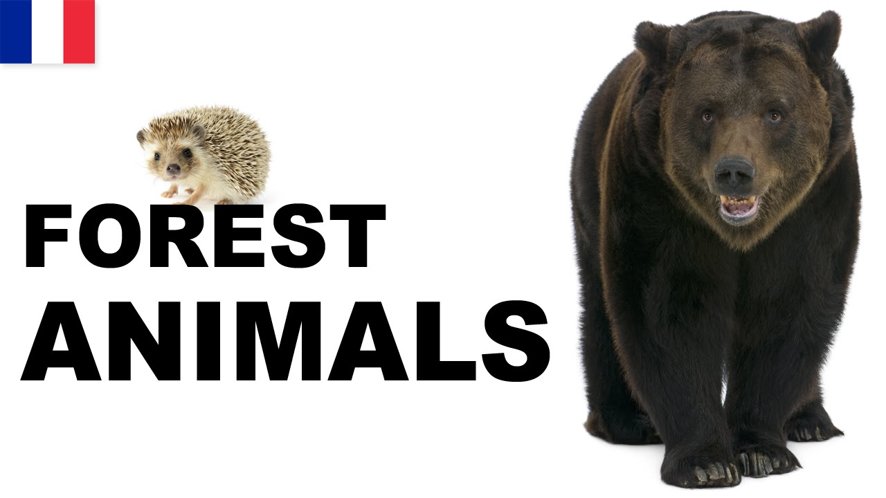 Apprendre le vocabulaire anglais - Les animaux des bois (Forest animals ...