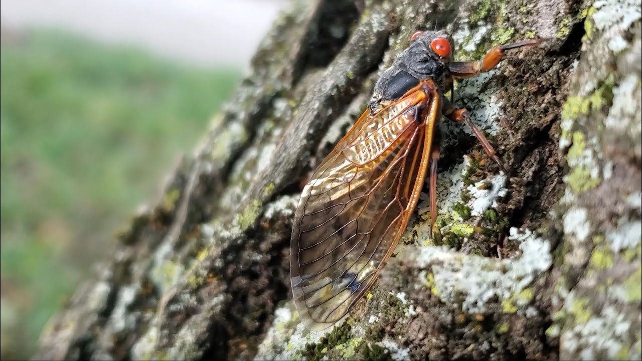 Cicada invasion in Maryland. - YouTube