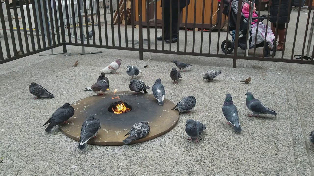 Pigeons warming up on a cold day - YouTube