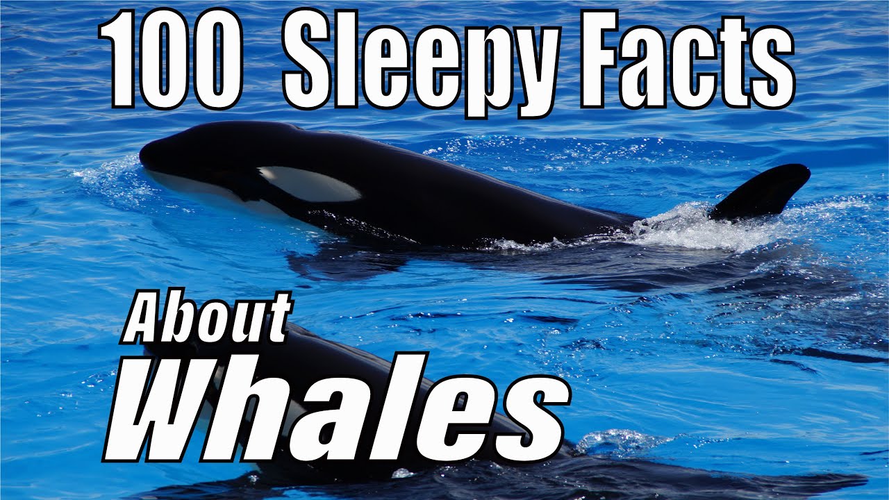 The Most Sleepy Facts About Whales to Fall Asleep To 🐋💤 - YouTube