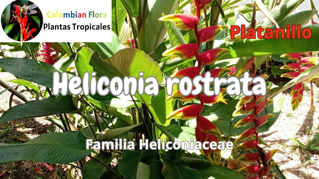 Heliconia rostrata o platanillo, planta tropical con grandes y ...
