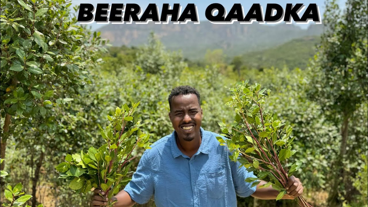 Beeraha Qaadka ( Jaadka ) ugu wayn - I visited one of the largest khat ...