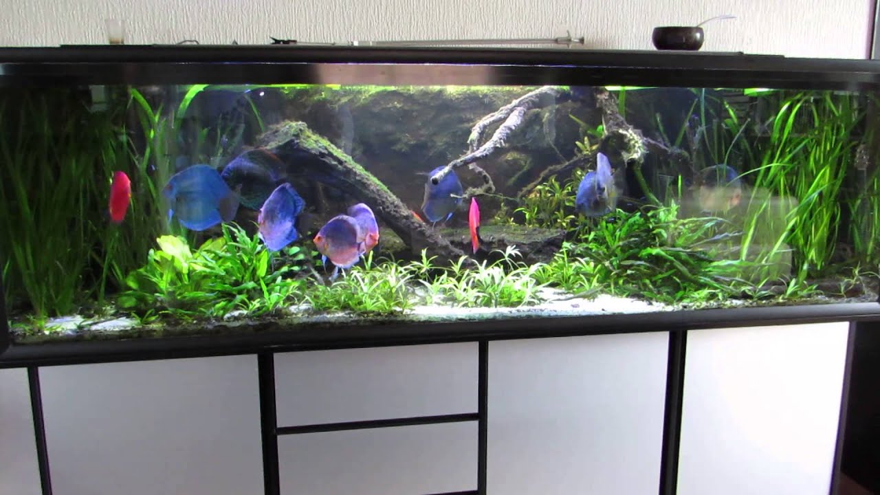 720 liters Discus akvarium og lidt akvarie snak - YouTube