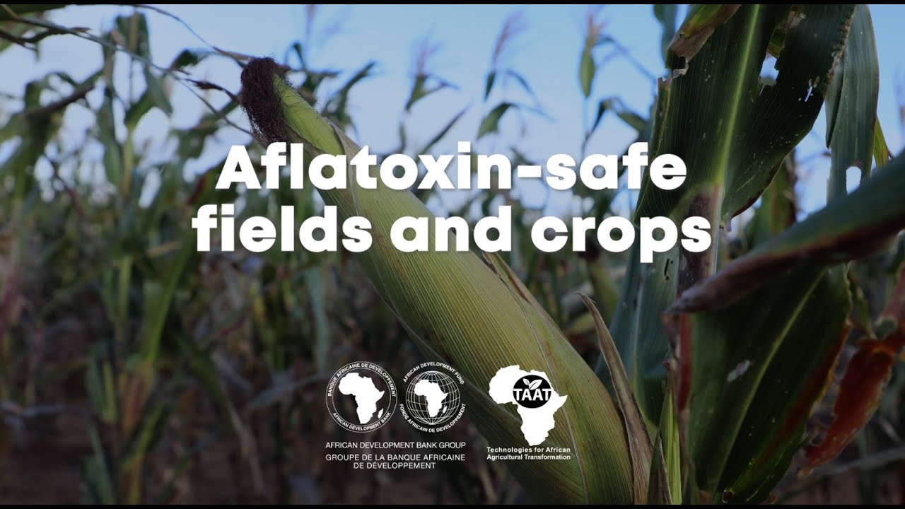 TAAT technology: Aflatoxin Management with Aflasafe - YouTube