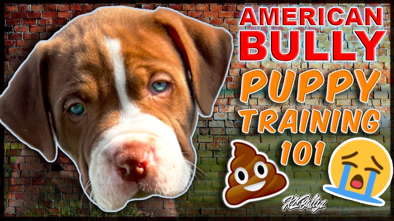 XLBullyz.com Part 1, Potty Time? What to do first with your XL American ...