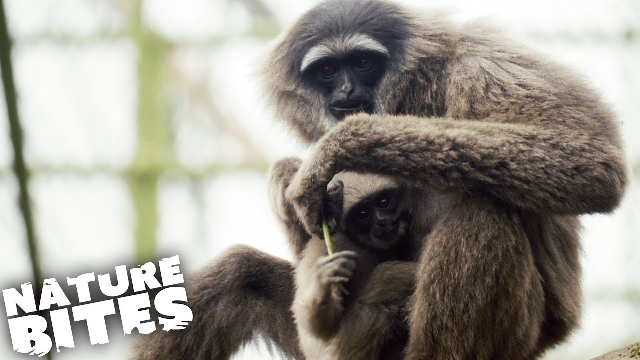 Can Gibbon Mother Save Her Baby From Dangerous Brother? Part Two ...