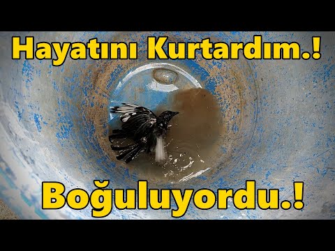 Hint Horozum Jilet Kamil Dışarda.!-Bidona Saksağan Girmiş Kurtardık.!-#Tekirdağ#Süleymanpaşa#tavuk#