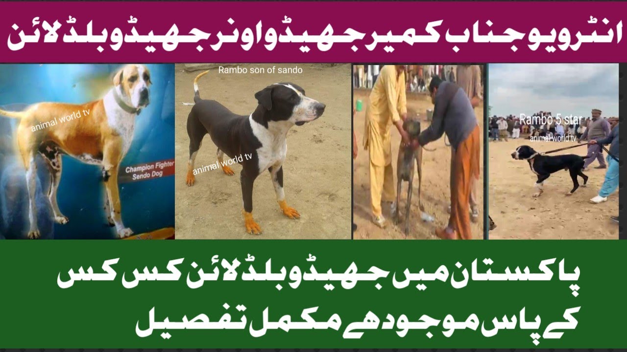 Pakistani champion Bully kutta breed | Jehdo bloodline bully dog breeds ...