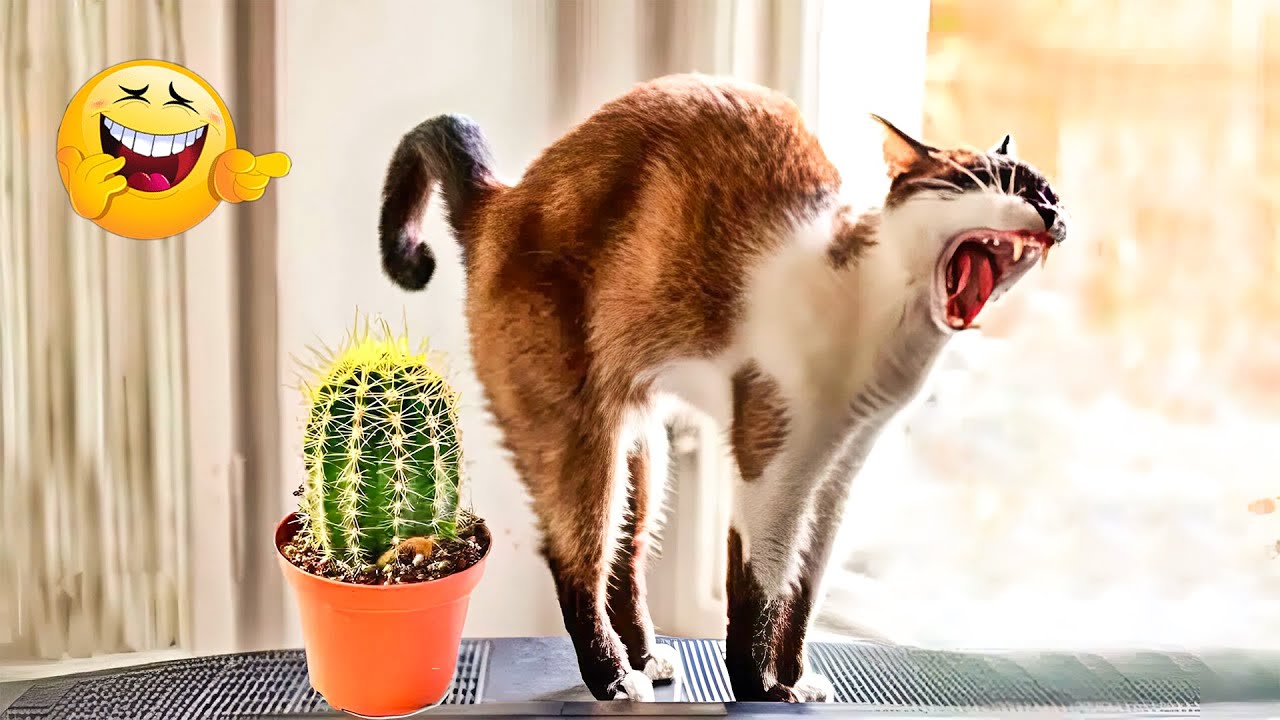 Funny Dogs and Cats Make You Unable To Stop Laughing 😻🐶 Funniest Animal ...