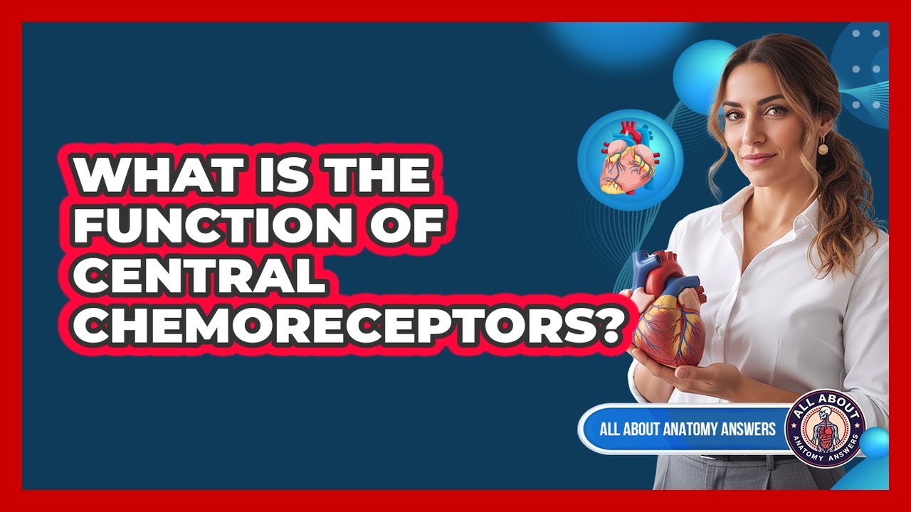 What Is The Function Of Central Chemoreceptors? - YouTube