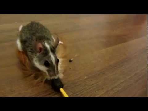 Playing mouse! - YouTube