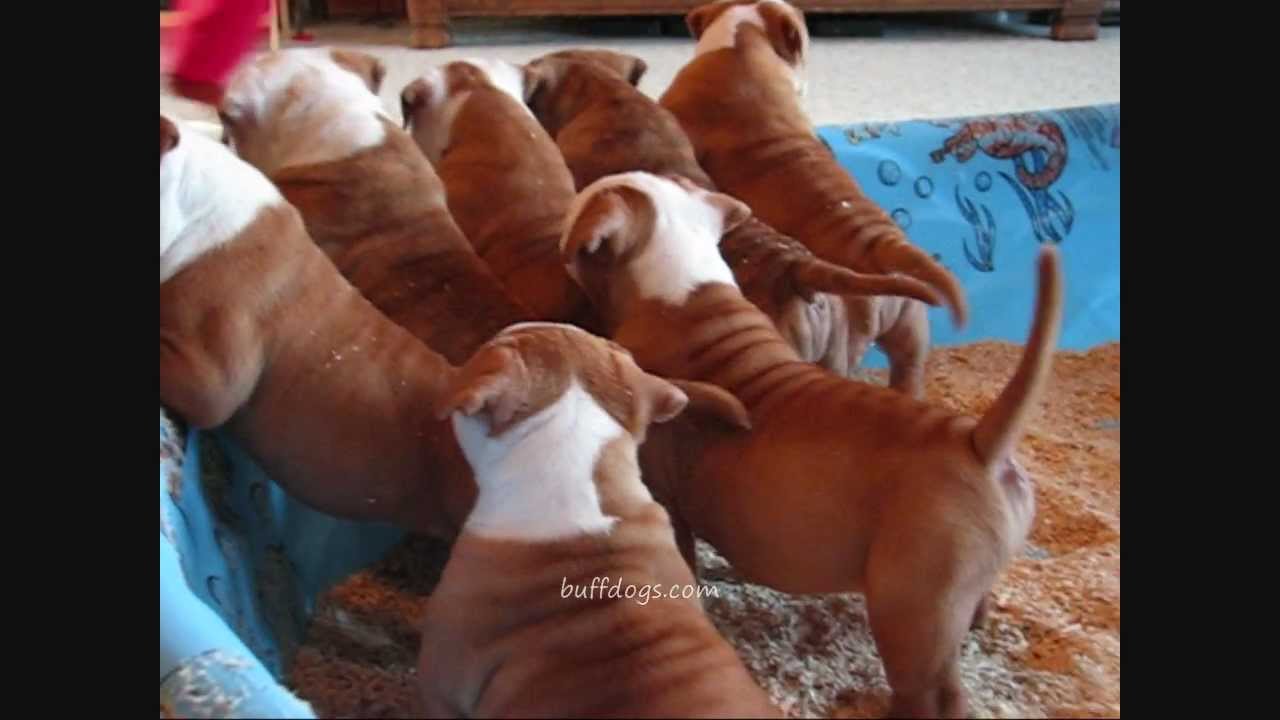 bully buffdogs Rocko Rachel pups 2012 - YouTube