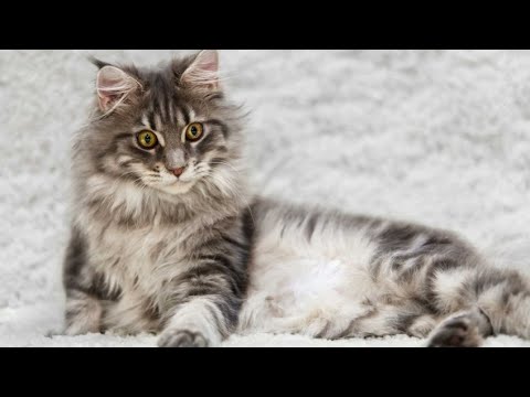 Maine Coon: una raza de gato muy apreciada - Hogarmanía - YouTube