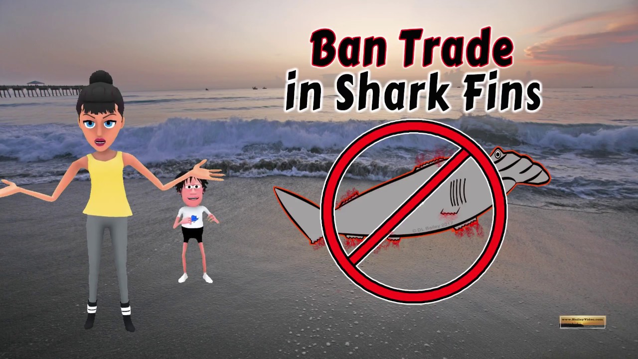 Shark Finning - Ban The Trade In Shark Fins NOW www.BaileyVideo.com ...