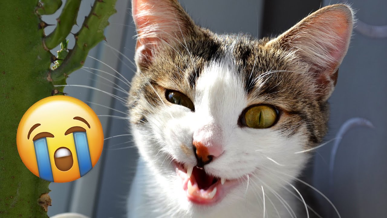 Animals Speak Their Minds in These Voiceovers - YouTube