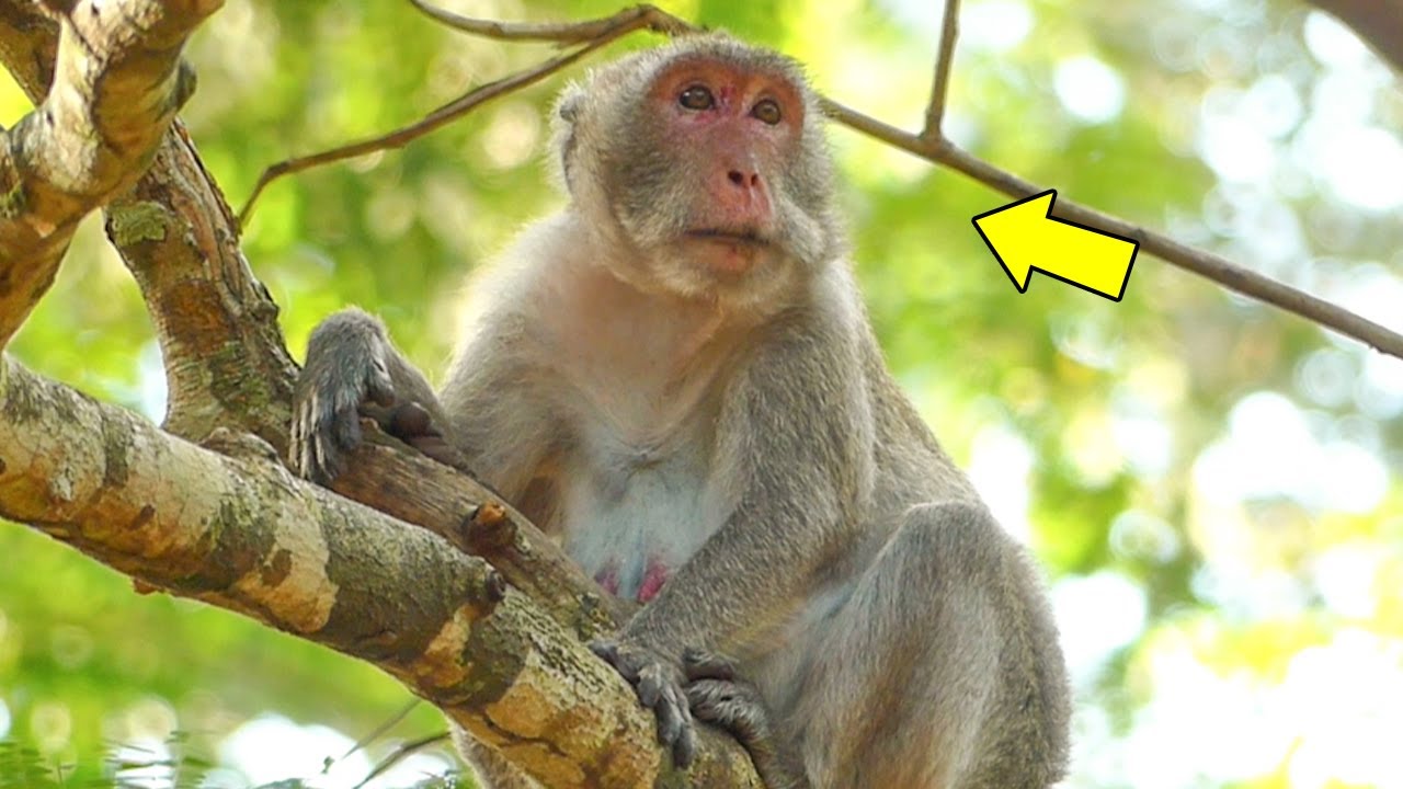 OMG.. Jane Monkey Alone Looking For Joey Monkey Unhappy Why Left ...