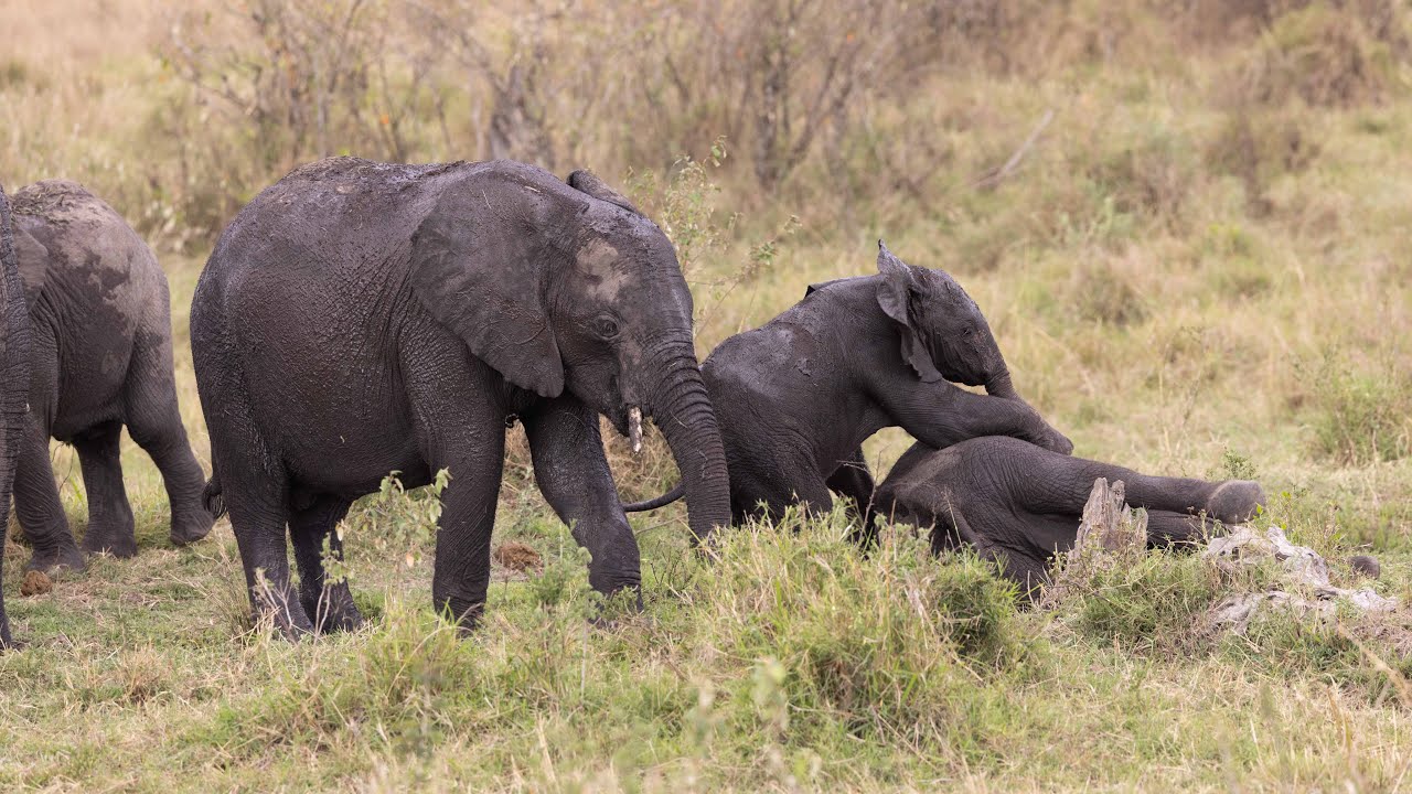 Crazy Elephant Moments - Adorable young elephants playfully tussle in ...