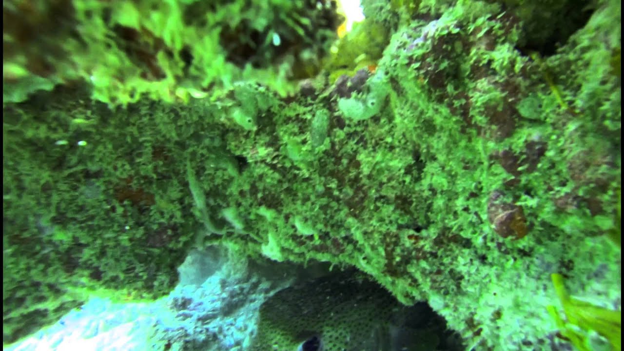 Porcupine Fish (Diodon hystrix) - YouTube