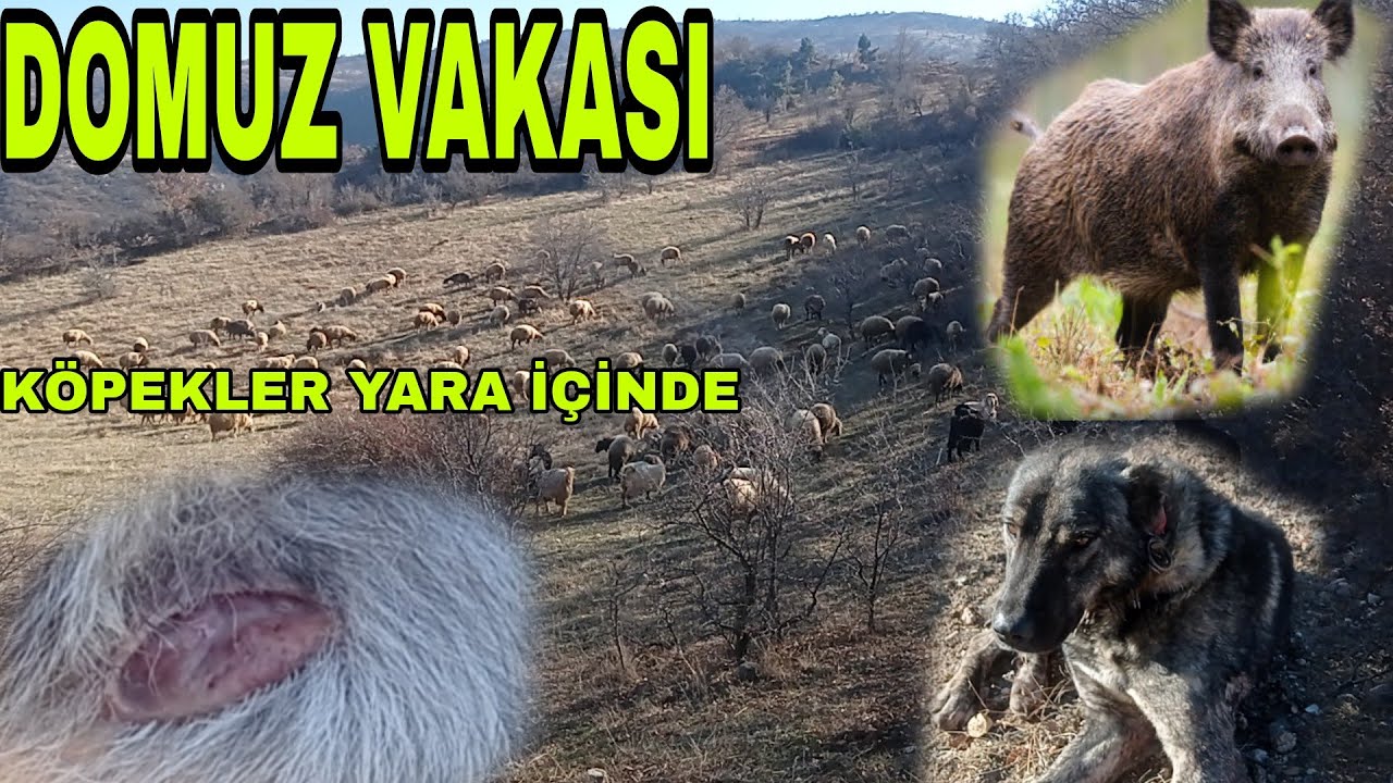 KÖY DAĞLARININ OTU SÜPER DOMUZ KÖPEKLERİ YARA İÇİNDE BIRAKMIŞ GARİP ...
