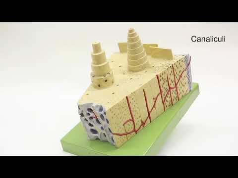 Canaliculi Compact Bone Model Labeled
