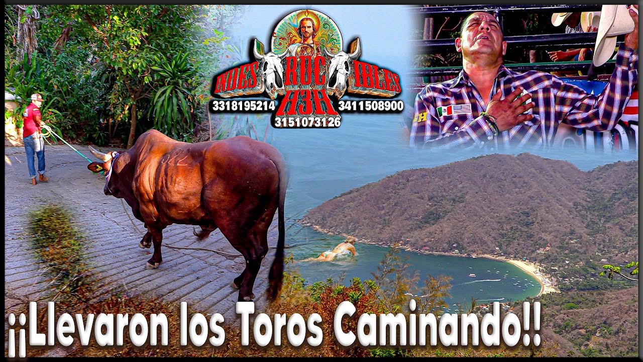 ESTO ES AL EXTREMO!!... ¡¡Llevaron los Toros Caminando!! Son Los ...