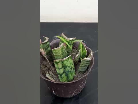 How to grow Snake plant faster, Propagate and Care Indoors#Shorts - YouTube