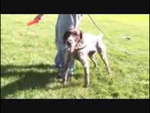 Force Fetch (conditioned retrieve) with a deutsch drahthaar - YouTube
