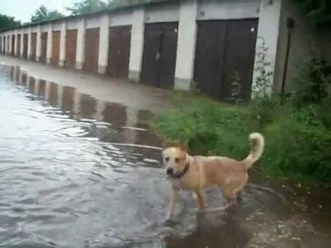 Australian Cattle Dog Challenger und die Pfützen