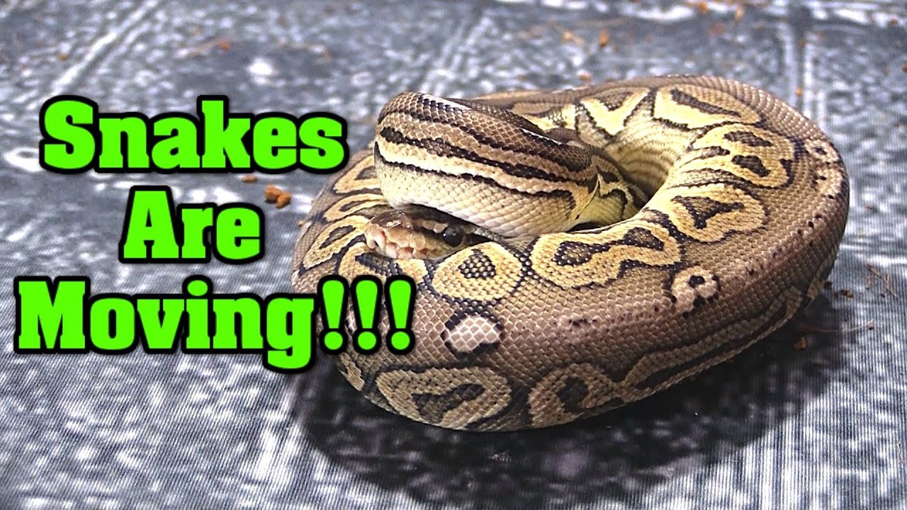 MOVING DAY!! What snakes are MOVING up?? And, what snakes are moving ...