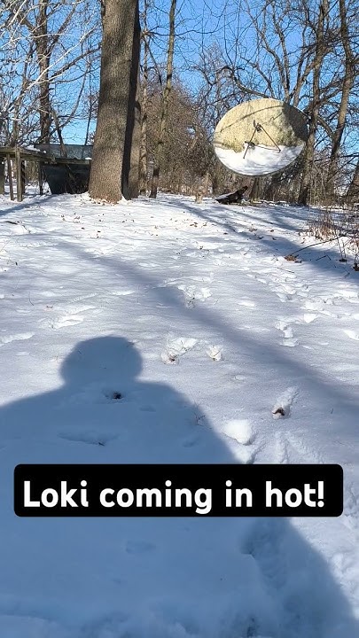 Loki coming in hot!! - YouTube