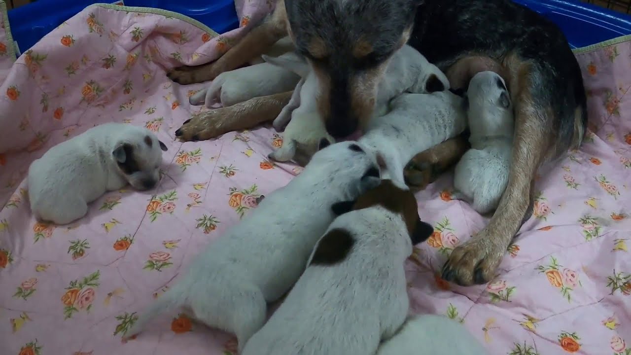1 Week. 7 Days Old Puppies Australia Miniature Cattle Dog - YouTube