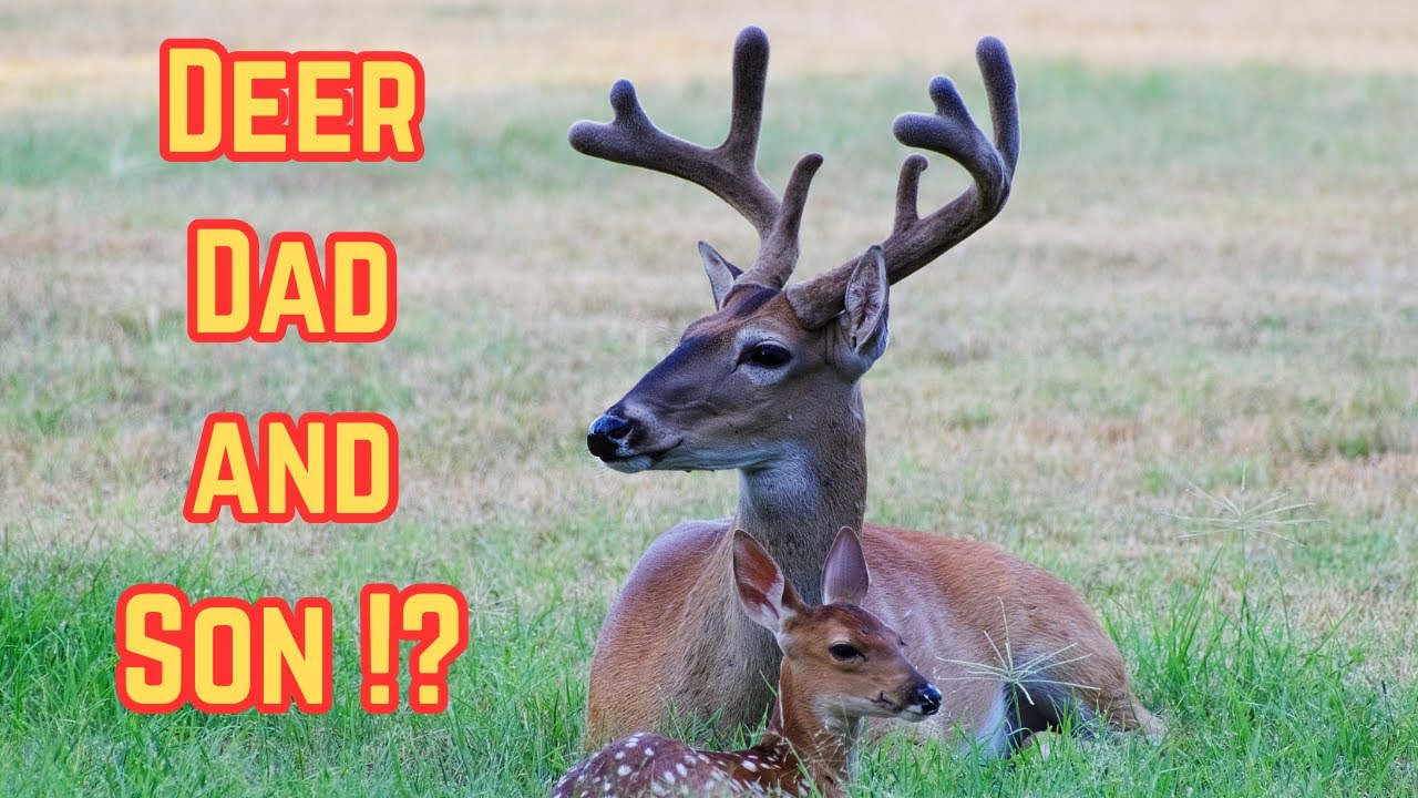 4K Amazing Wildlife | Lazy White-tailed Buck Deer Snoozing in the Warm ...