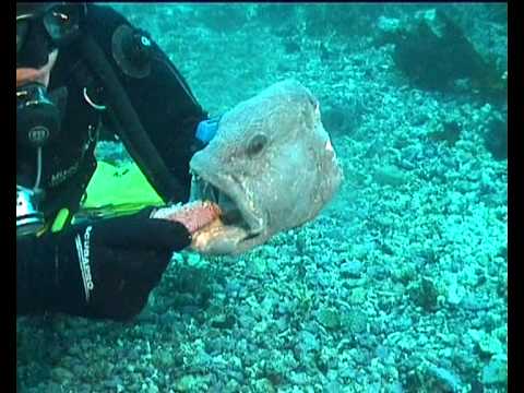 steinbiten biter selv uten kropp.WMV - YouTube