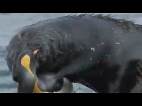 Fokların Penguen Avı - Belgesel İzle