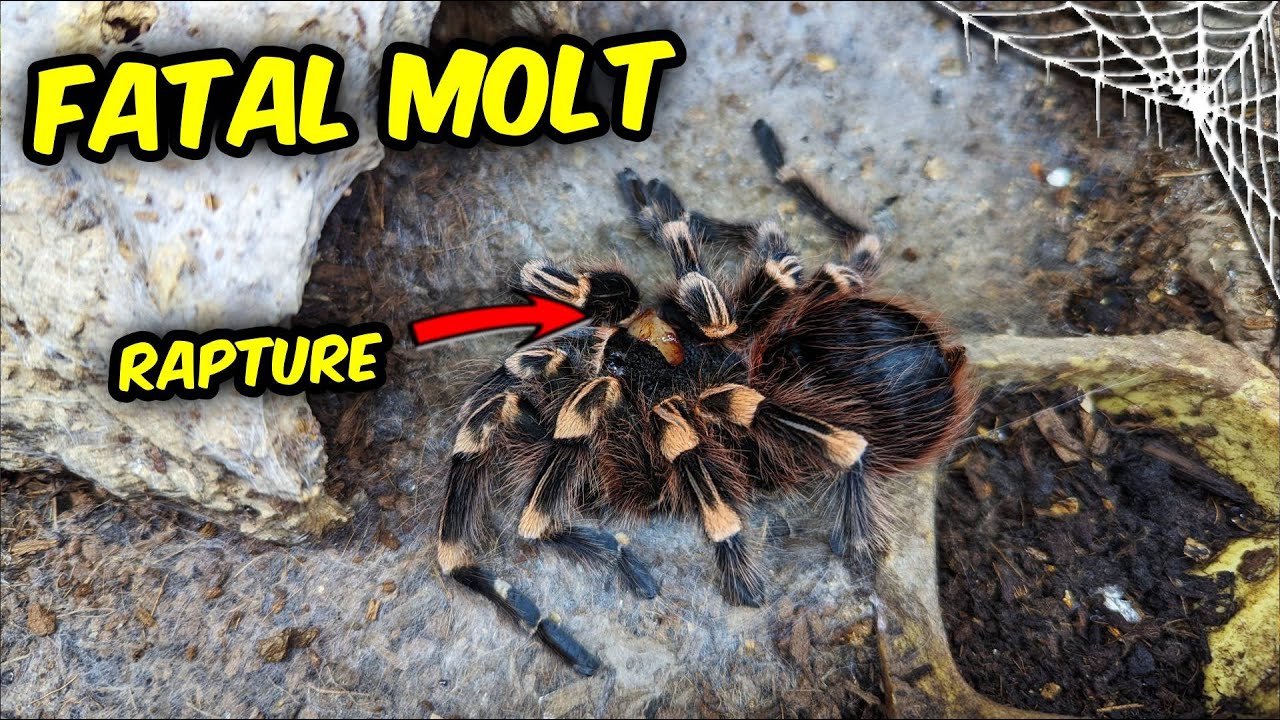 OH NO, Another BAD MOLT! - YouTube