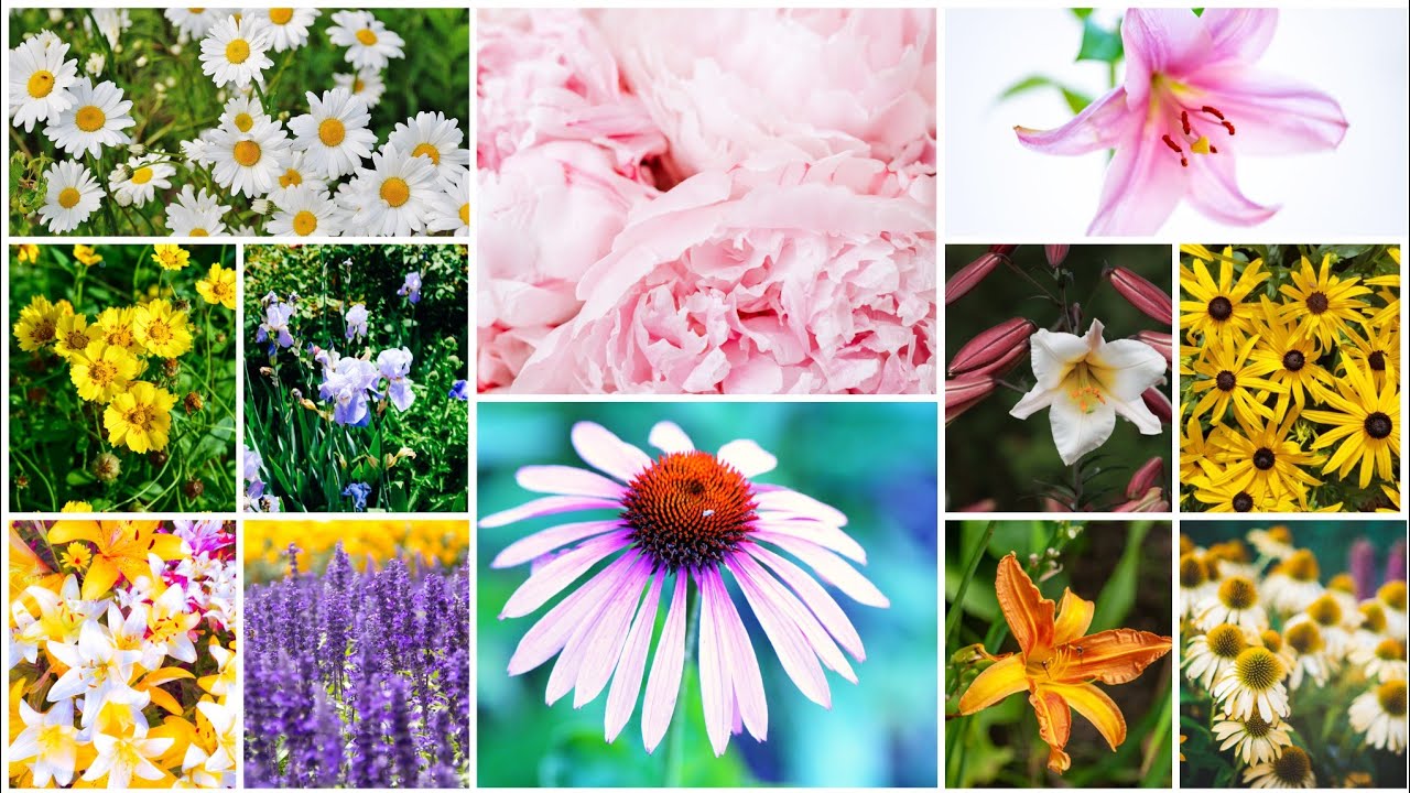 Top 10 most beautiful perennial flowers for your garden - YouTube