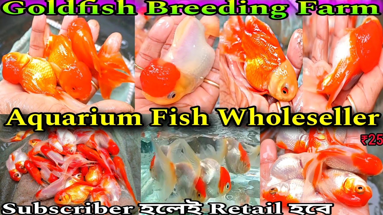 Goldfish Farm | Exotic Goldfish Breeder | Wholesale Aquarium Fish Farm ...