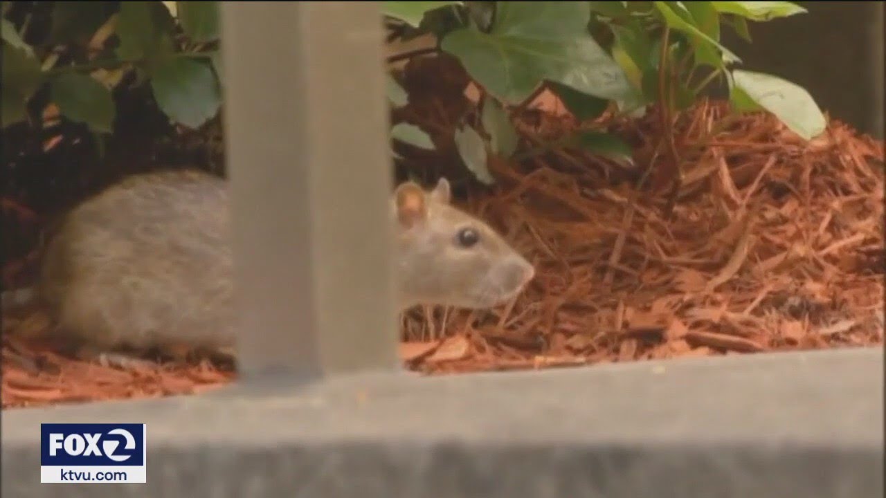 'Rat Man' warns storms and flooding can lead to vermin seeking shelter ...
