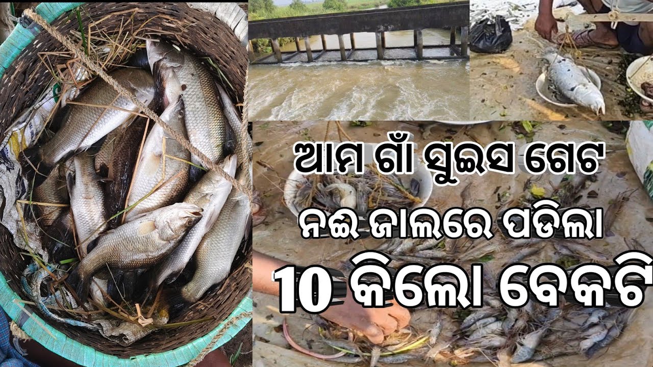 Vlog-3! 10 କିଲୋ ବେକଟି ମାଛ ନଈରୁ ଧରାହେଲା! Fishing in Village! Odisha ...