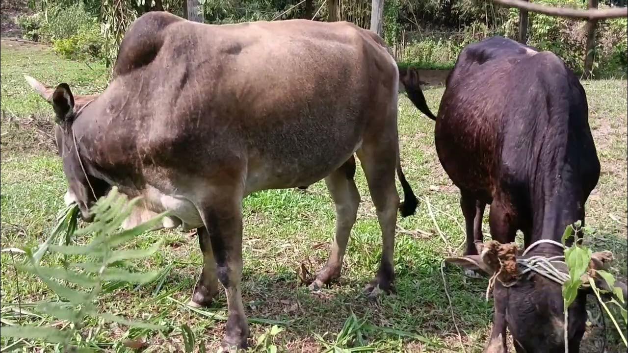 nte wb cov nyuj thiab lo saib teb ya cua tshuab tsev teb ya tag lawm - YouTube