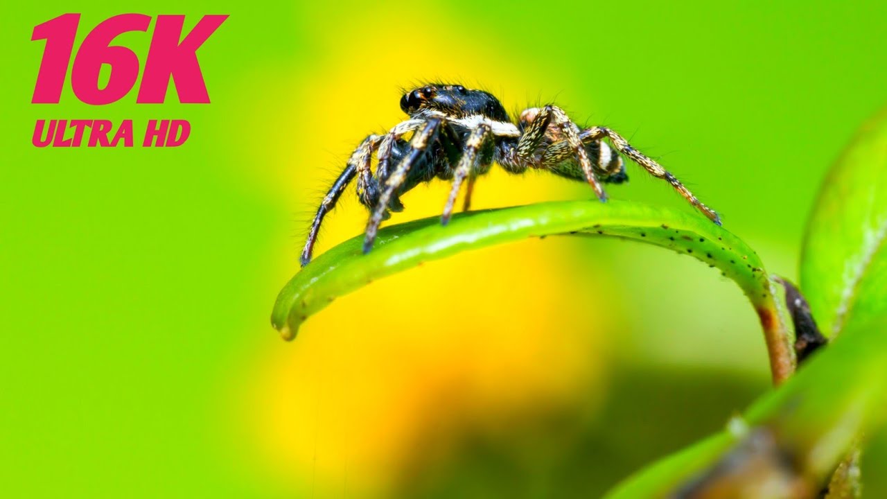 16K Spider video.16K Ultra hd Video || 16K Video || 4K HD MUSIC VIDEO ...