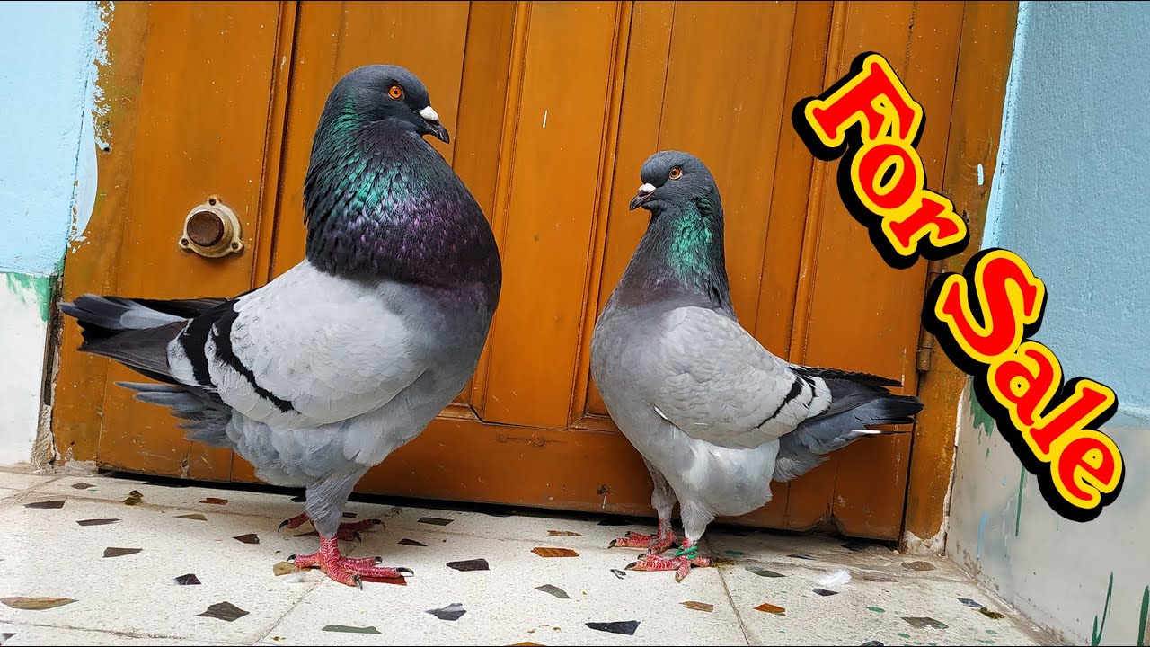 Blue bar snow king running pair | হাত বদল হবে - YouTube