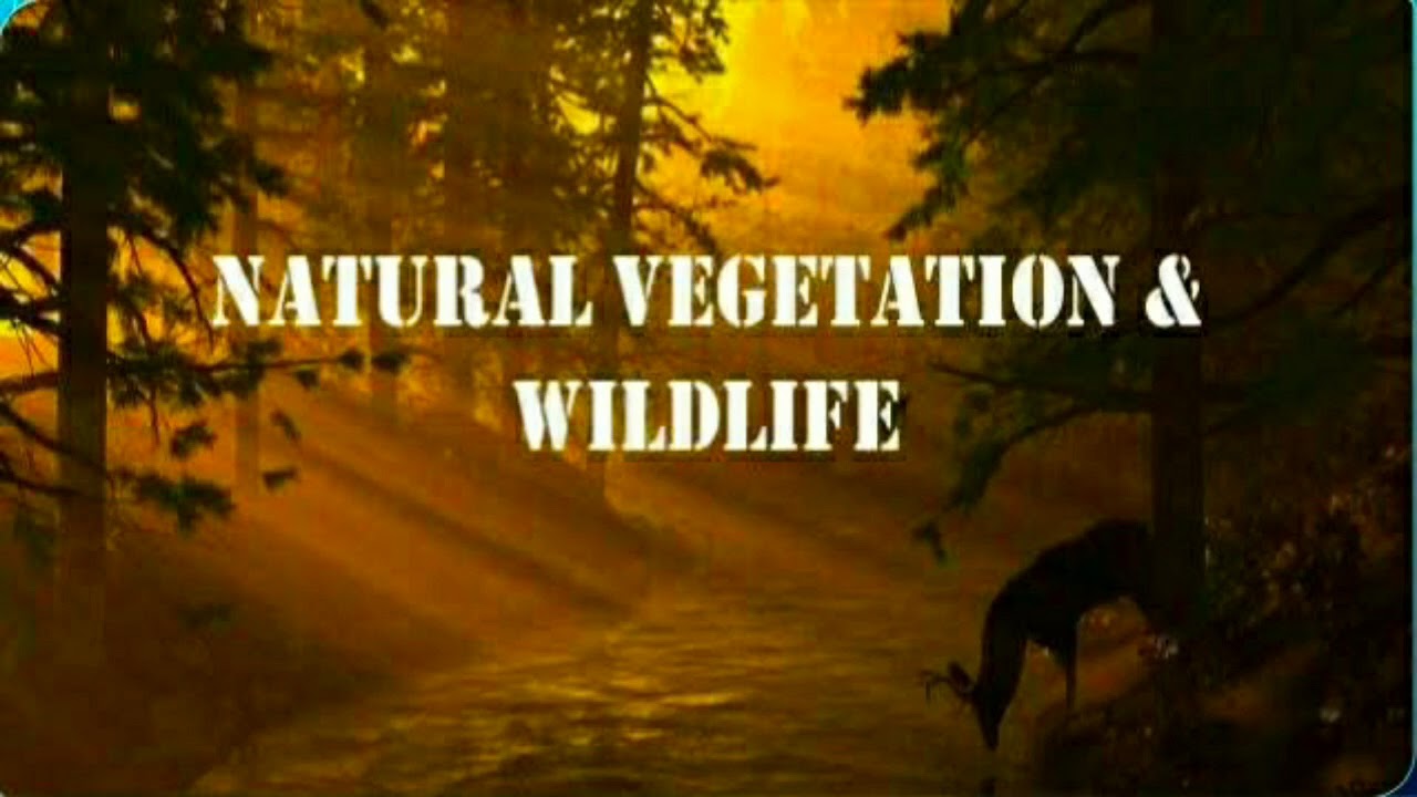 Class 7th Geography Natural Vegetation And Wildlife Lecture 11 By Miss Bilqees YouTube class-7th-geography-natural-vegetation-and-wildlife-lecture-11-by-miss-bilqees-youtube