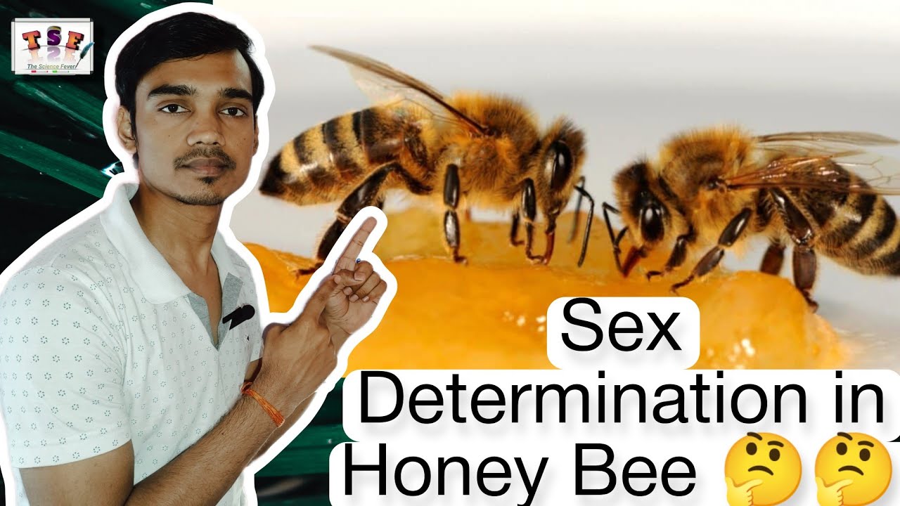 Sex Determination of Honey Bee | How does Honey Bee Reproduce | TSF ...
