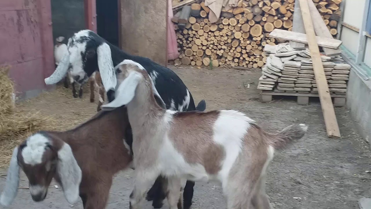 Capre Anglo-Nubiene - YouTube