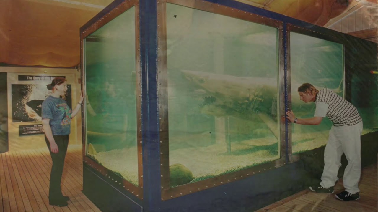 Photos Of Rosie The Shark - YouTube