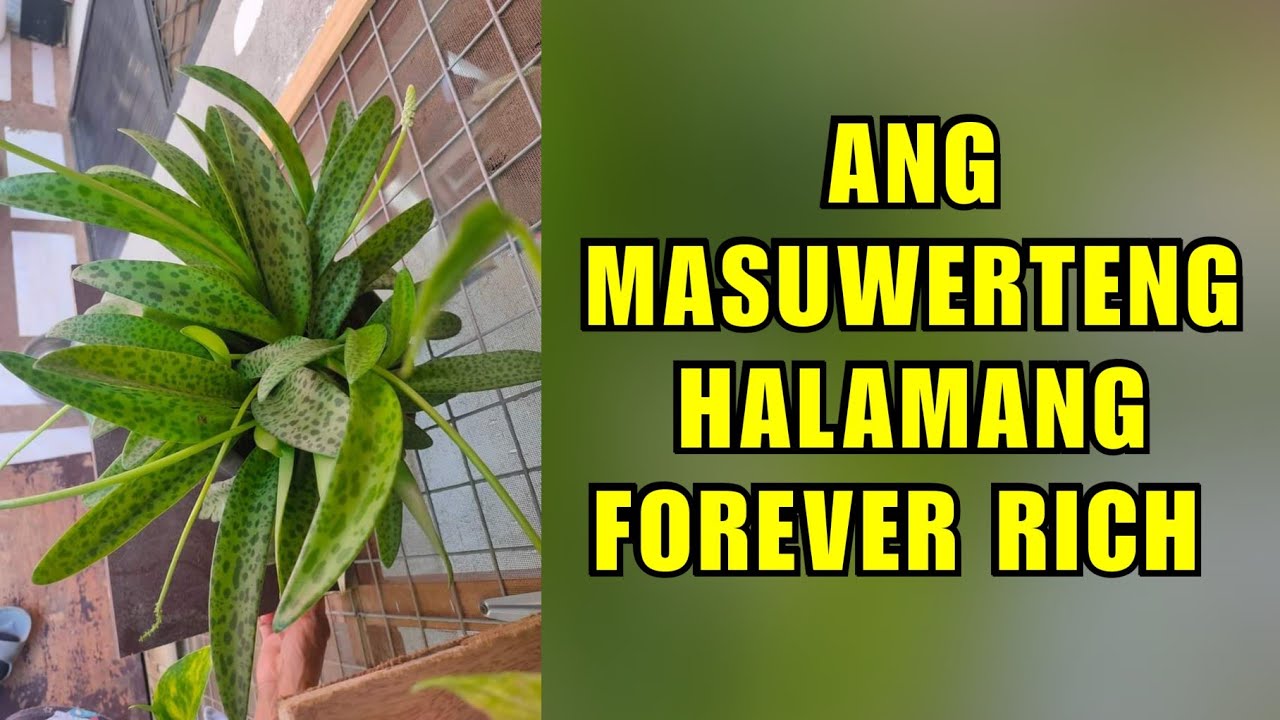 Ang Masuwerteng Halamang Forever Rich Plant - YouTube
